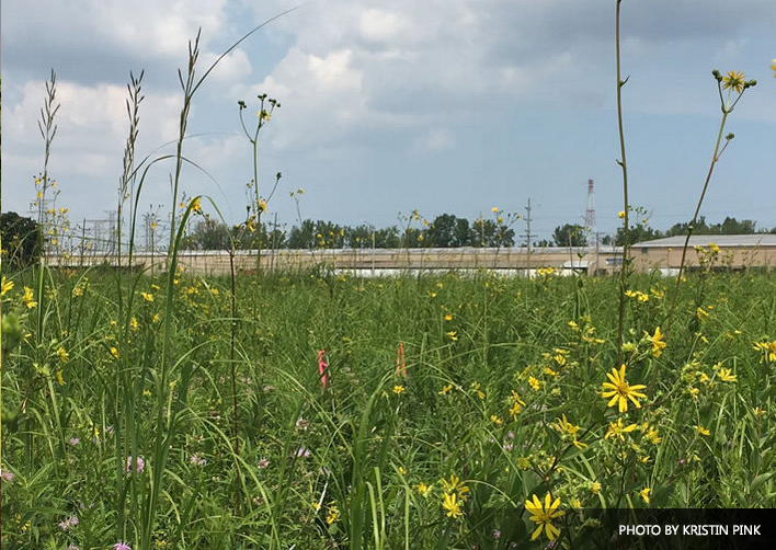 IL - Calumet City Prairie & Marsh Nature Preserve [5373] - PRA- Nature ...