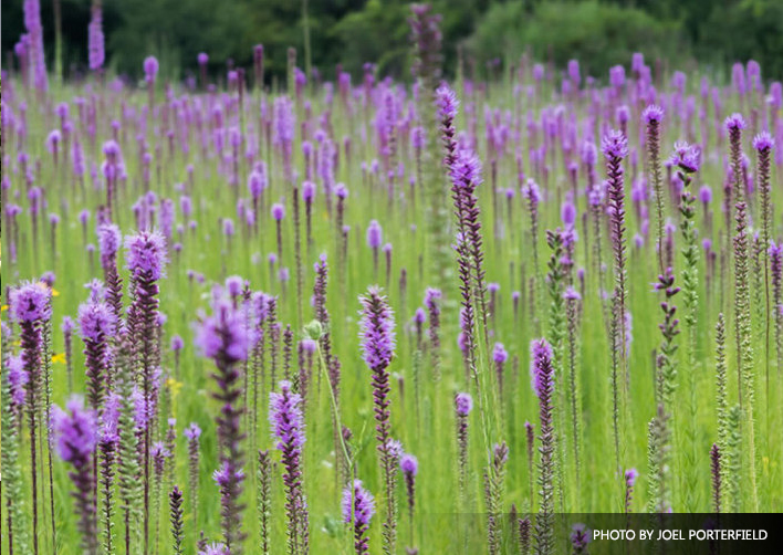 IL - Camp Pine Woods [5381] - PRA- Nature Prescribed